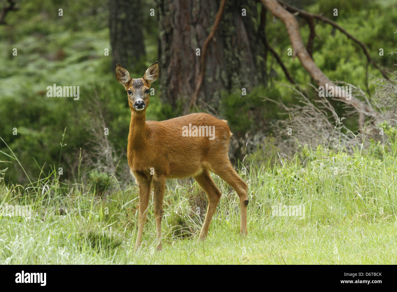 Deer forests scotland hi-res stock photography and images - Alamy