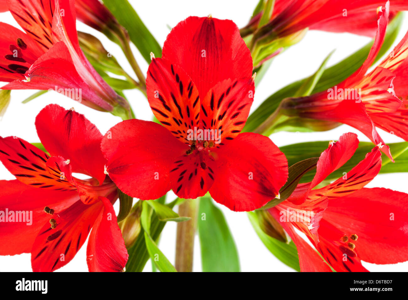 flower bouquet from several red alstroemeria isolated on white ...