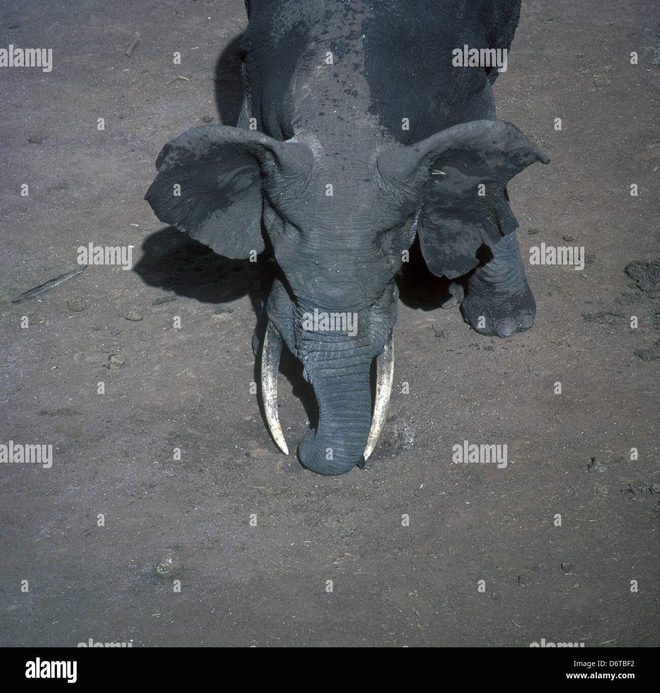 Elephant-African (Loxodonta africana) Close-up / digging for salt Stock ...