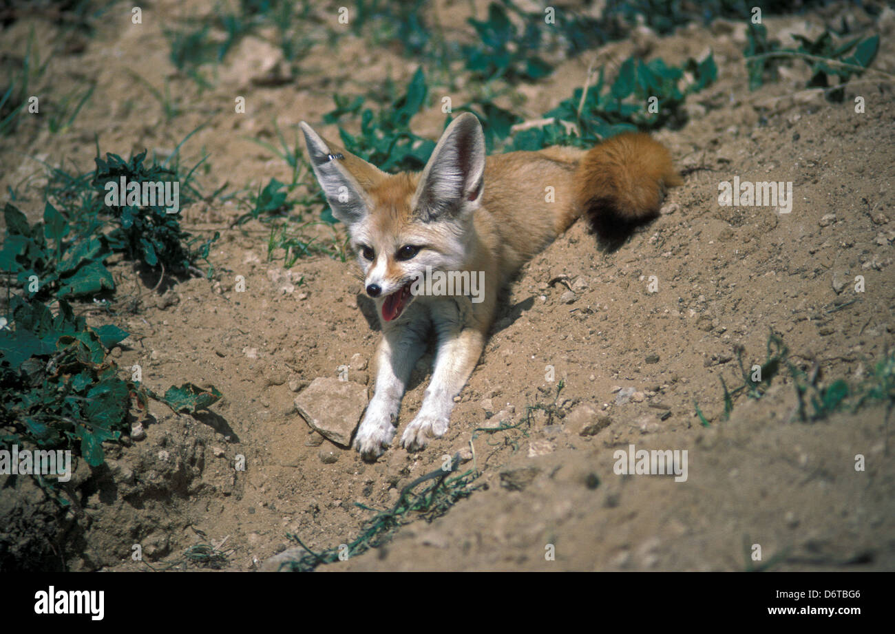 FoxFennec (Fennecus zerda) lying on soil / panting / tag on ear Stock ...