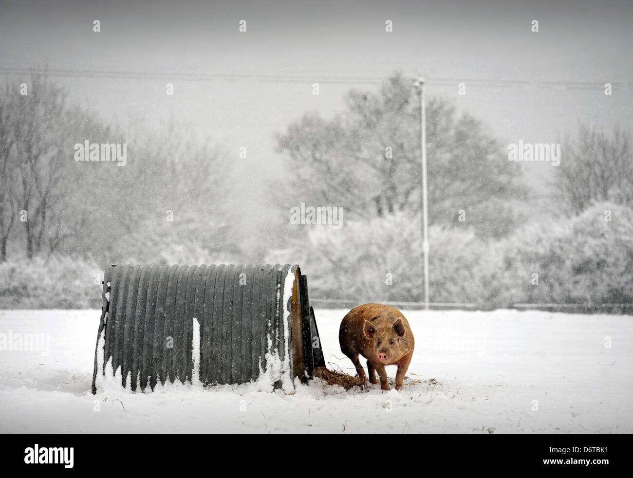 Cold pork - a Tamworth pig on a farm near Nympsfield, Gloucestershire ...