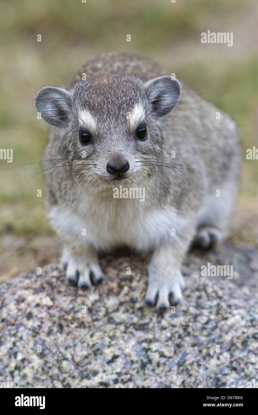 Yellow spotted hyraxes hi-res stock photography and images - Alamy