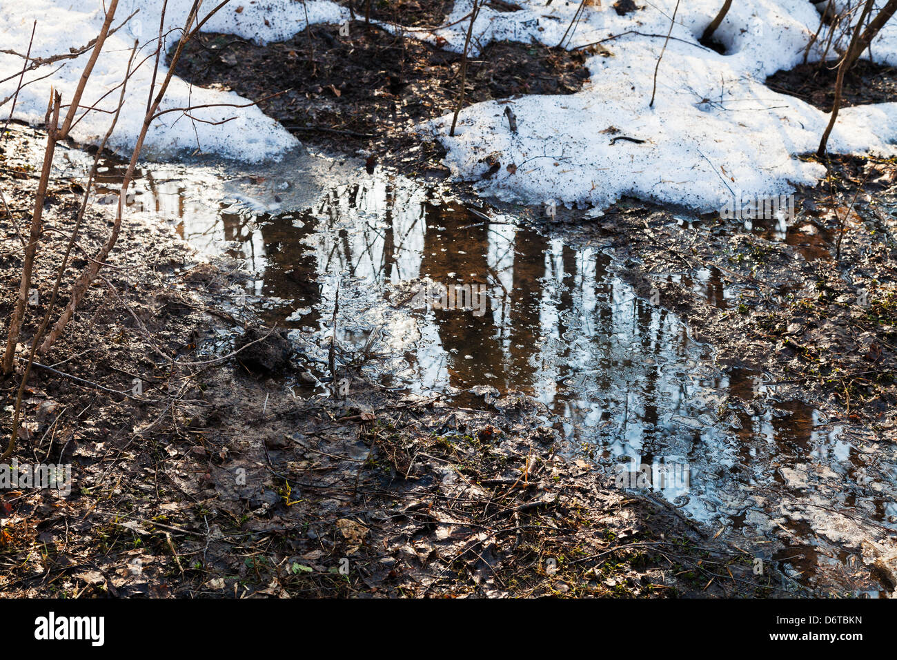 stream from melting snow in forest in early spring Stock Photo - Alamy