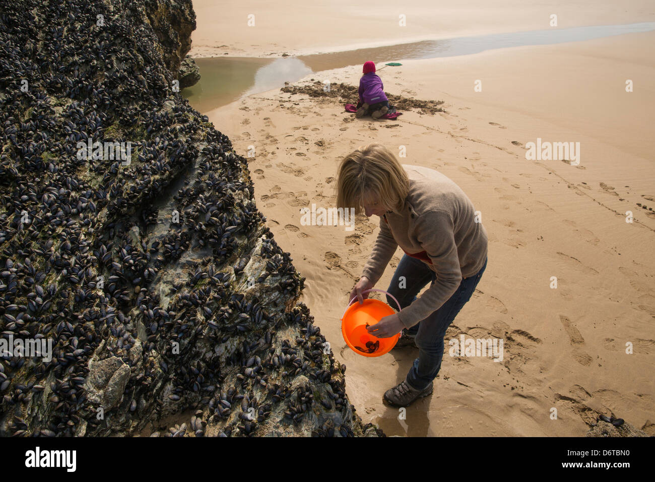 Picking mussels Bedruthan Steps Beach Cornwall Stock Photo - Alamy