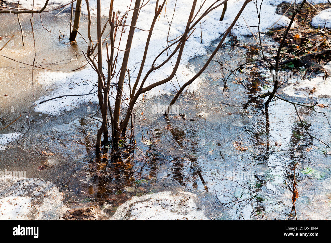 melting snow in forest in early spring Stock Photo - Alamy