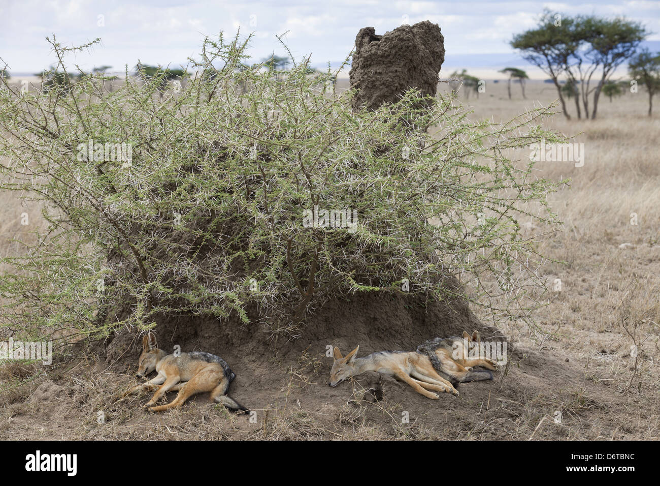 Black-backed Jackal (Canis mesomelas) three cubs, sleeping beside ...
