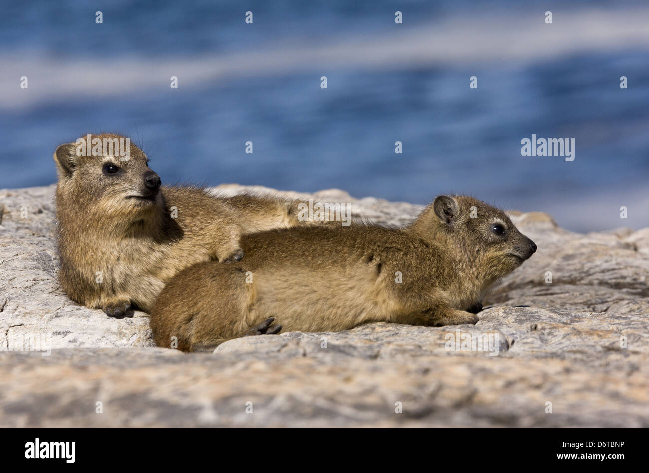 Two rock hyraxes procavia hi-res stock photography and images - Alamy