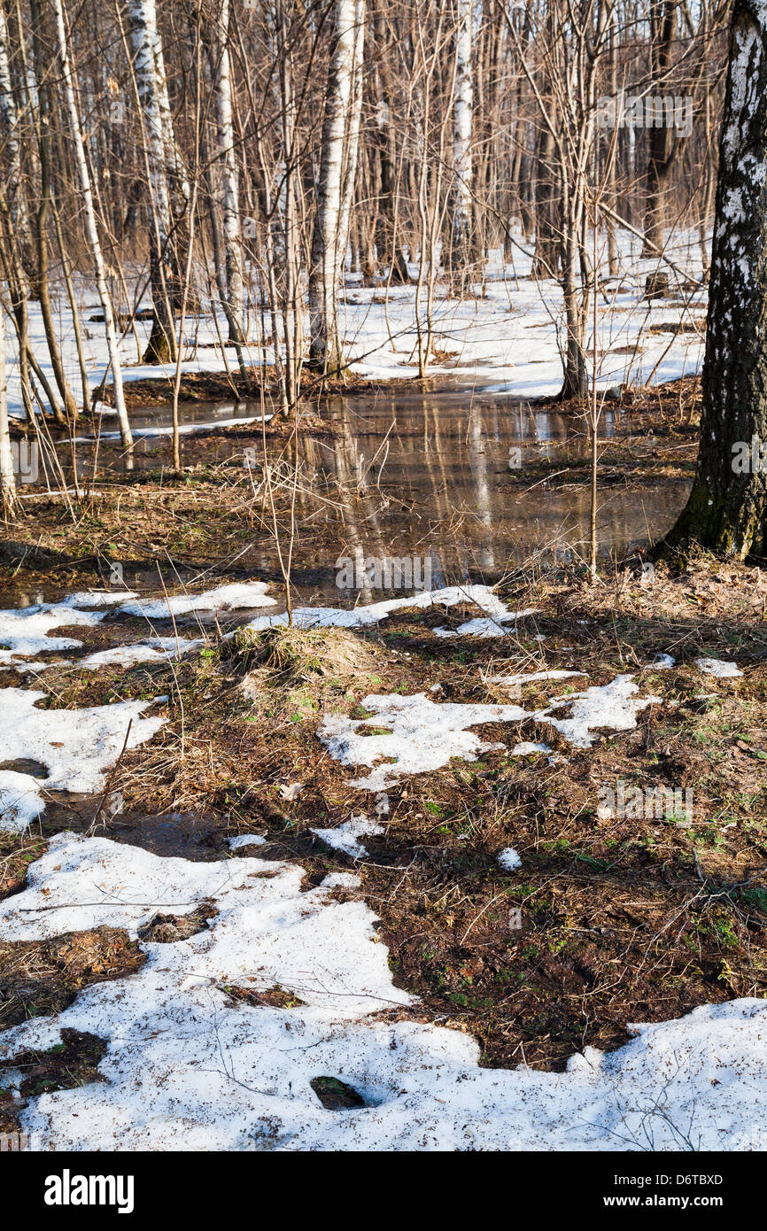 snow melting in birch forest in early spring Stock Photo - Alamy
