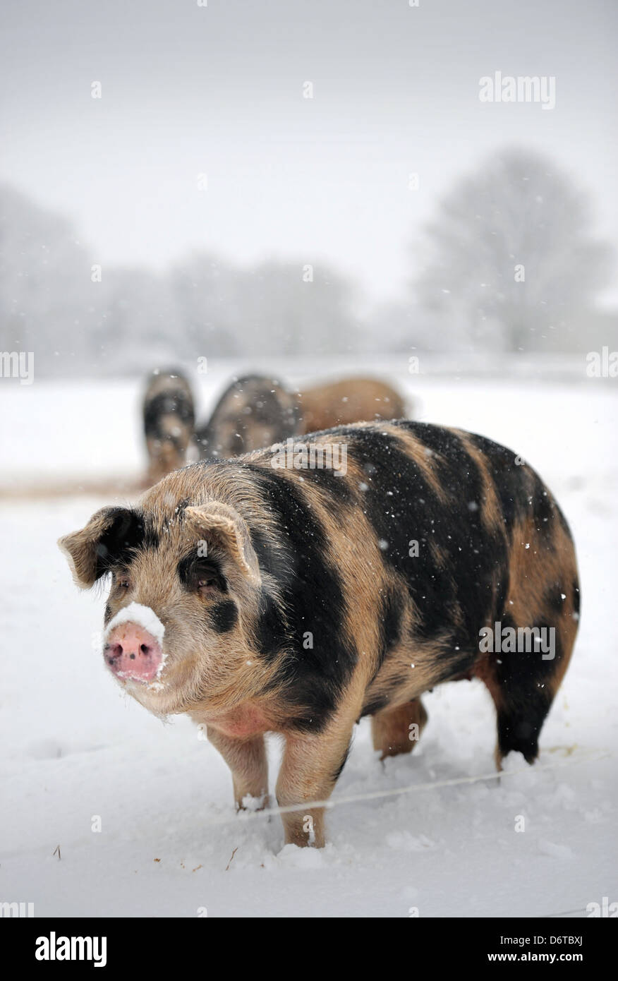 Pigs snow hi-res stock photography and images - Alamy
