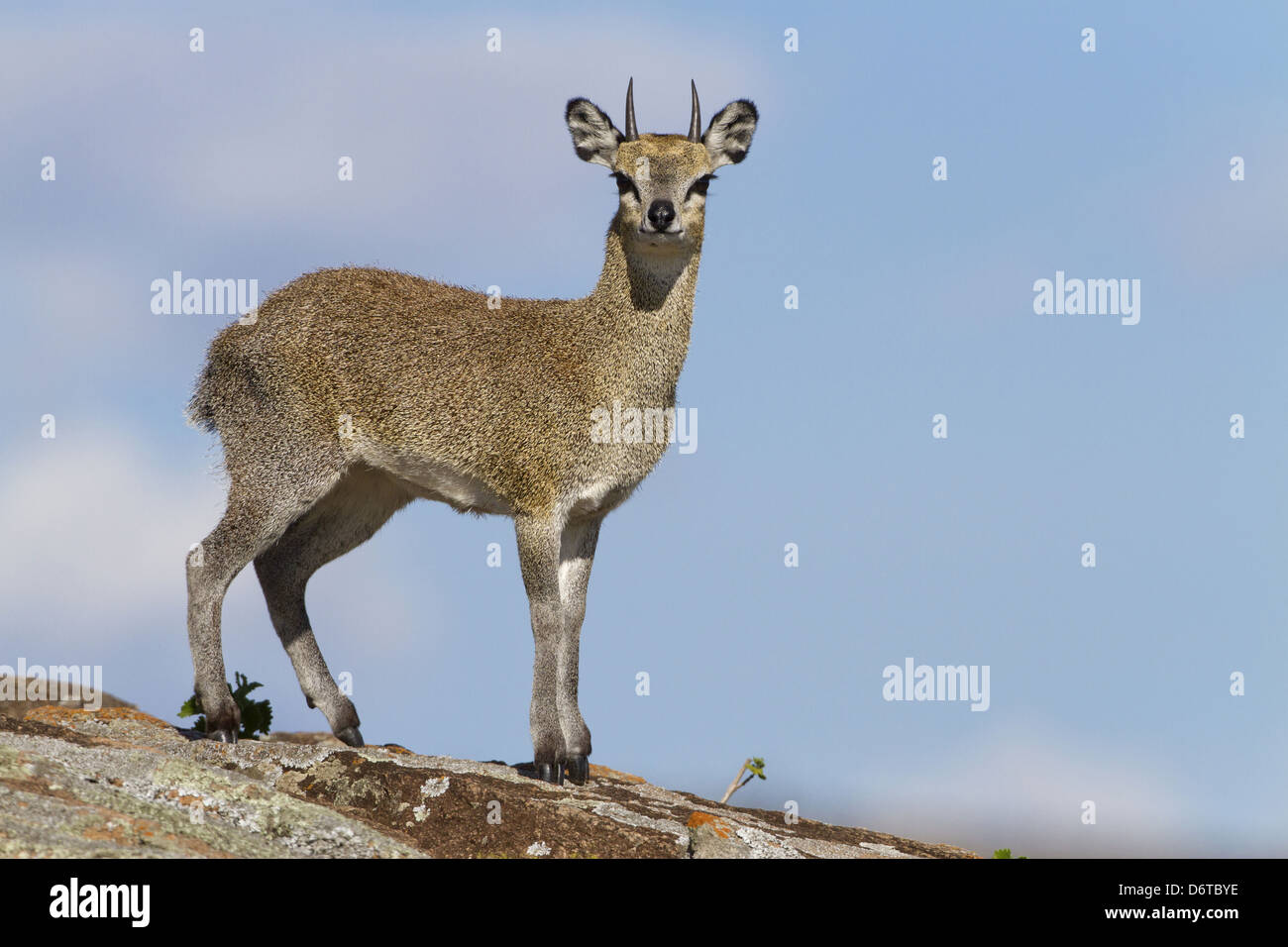 Klipspringers oreotragus oreotragus hi-res stock photography and images ...