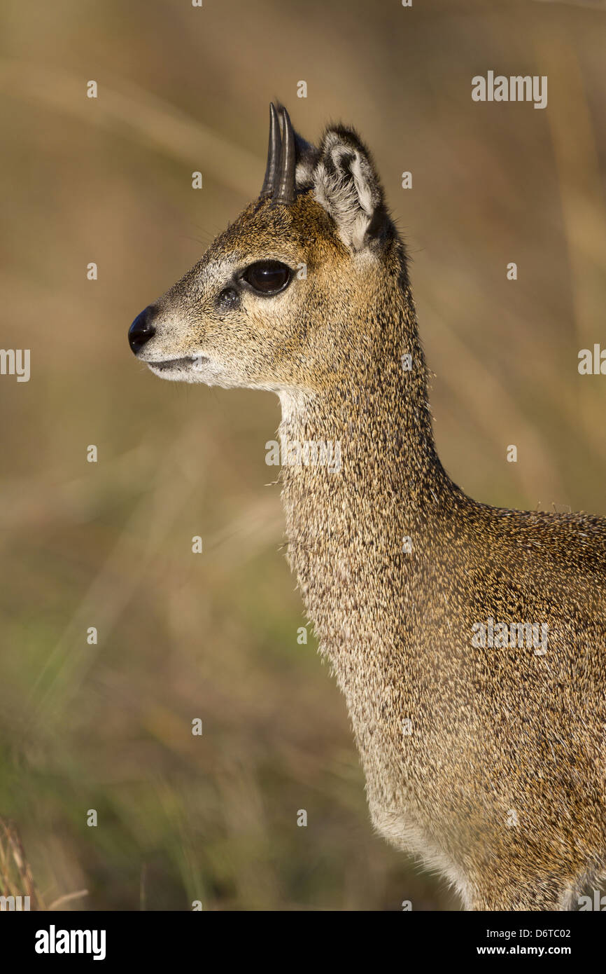 Klipspringer Oreotragus oreotragus adult male close-up head neck in ...