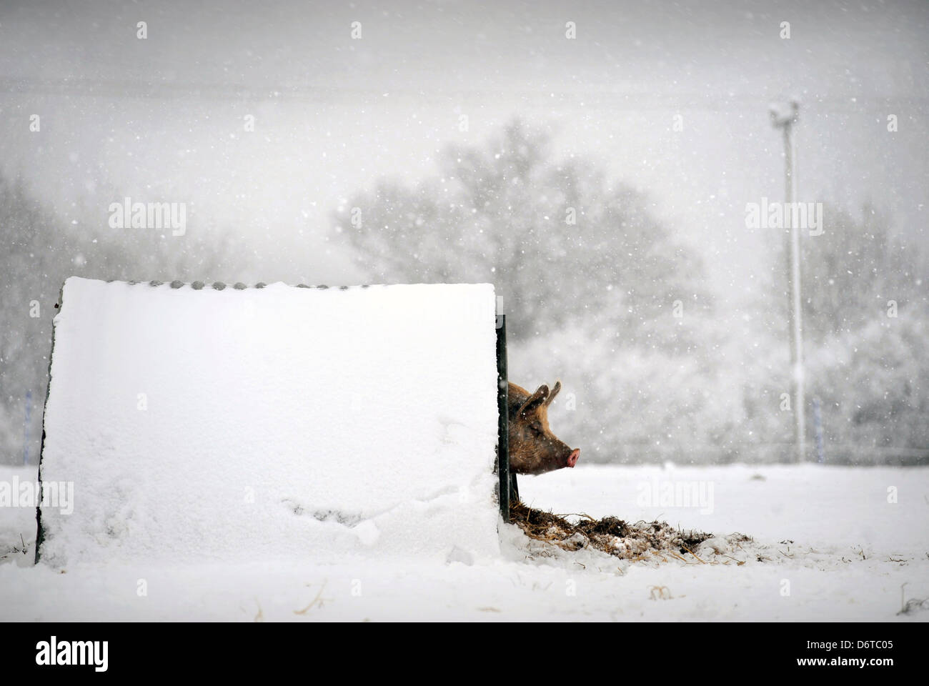 Cold pork - a Gloucester Old Spot pig on a farm near Nympsfield ...