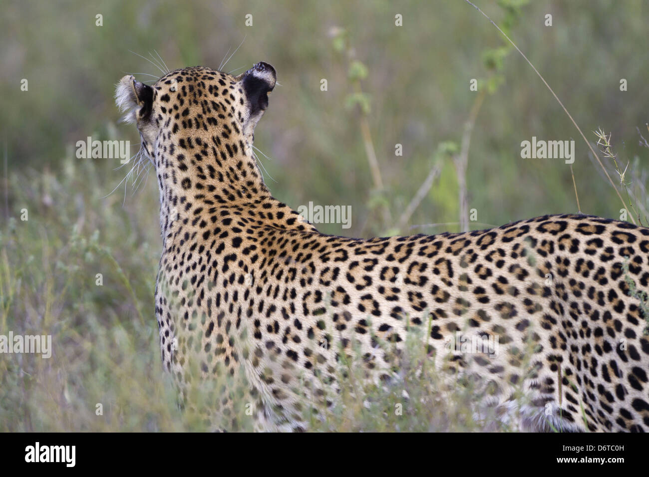African Leopard (Panthera pardus pardus) adult, back view, standing in ...