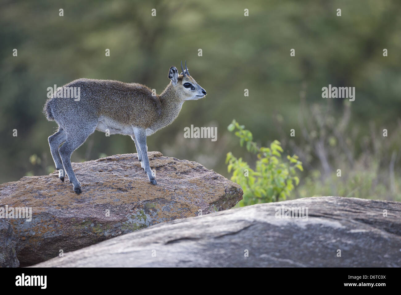 Klipspringer (Oreotragus oreotragus) adult male, standing on rock ...