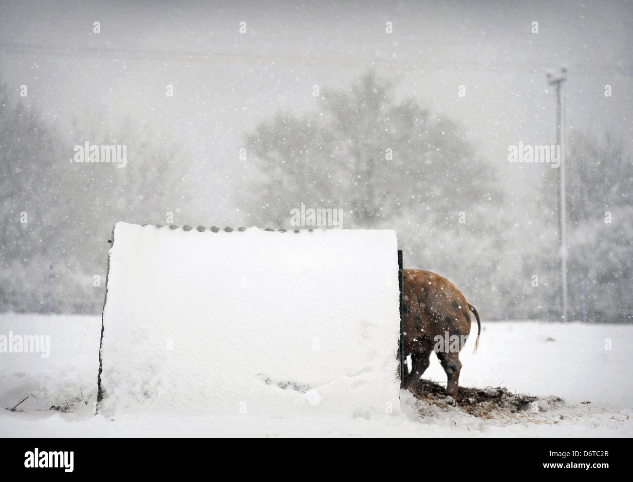 Cold pork - a Gloucester Old Spot pig on a farm near Nympsfield ...
