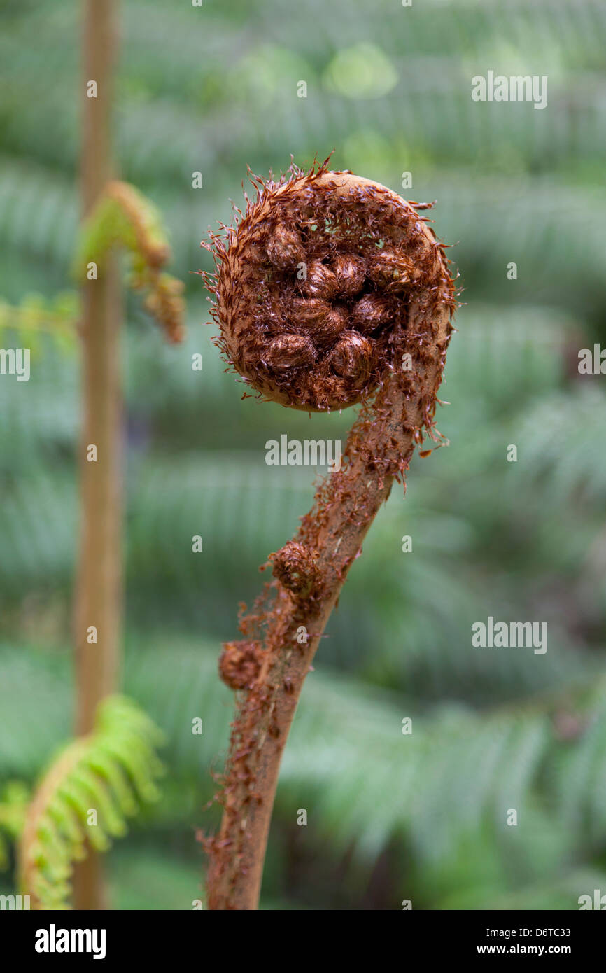 Spring fern hi-res stock photography and images - Alamy