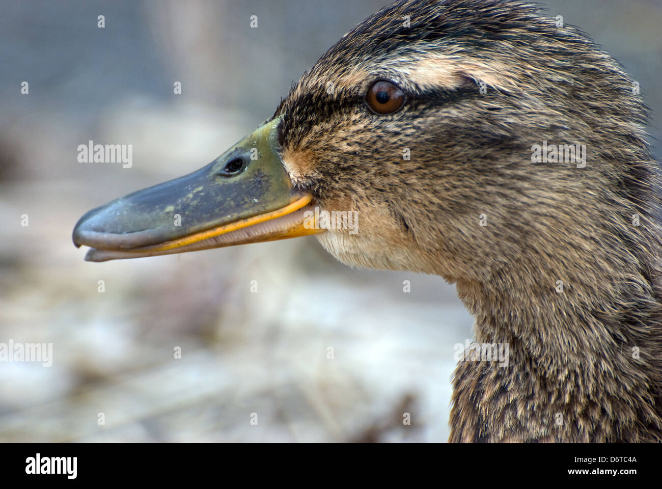 Closeup of head of Mallard Stock Photo - Alamy