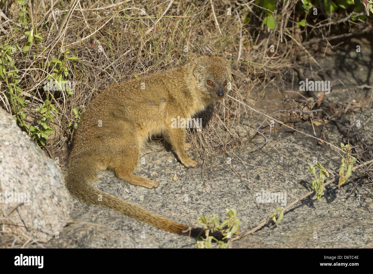 Slender Mongoose (Galerella sanguinea) adult, sitting on rock ...