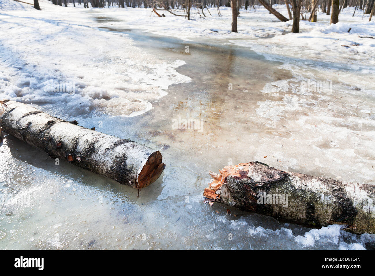 snow melting in woods in early spring Stock Photo - Alamy