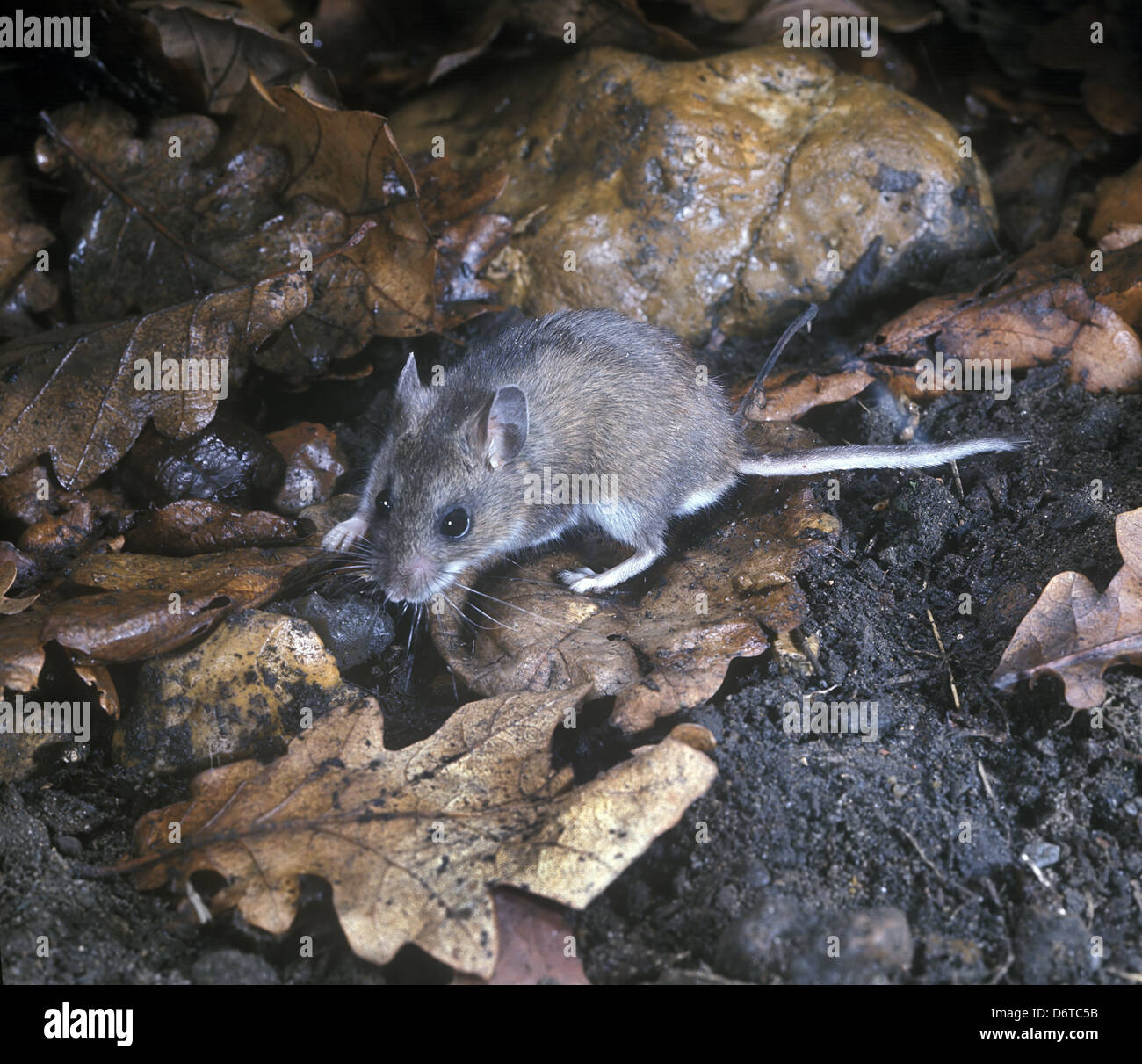 North american deer mice hi-res stock photography and images - Alamy