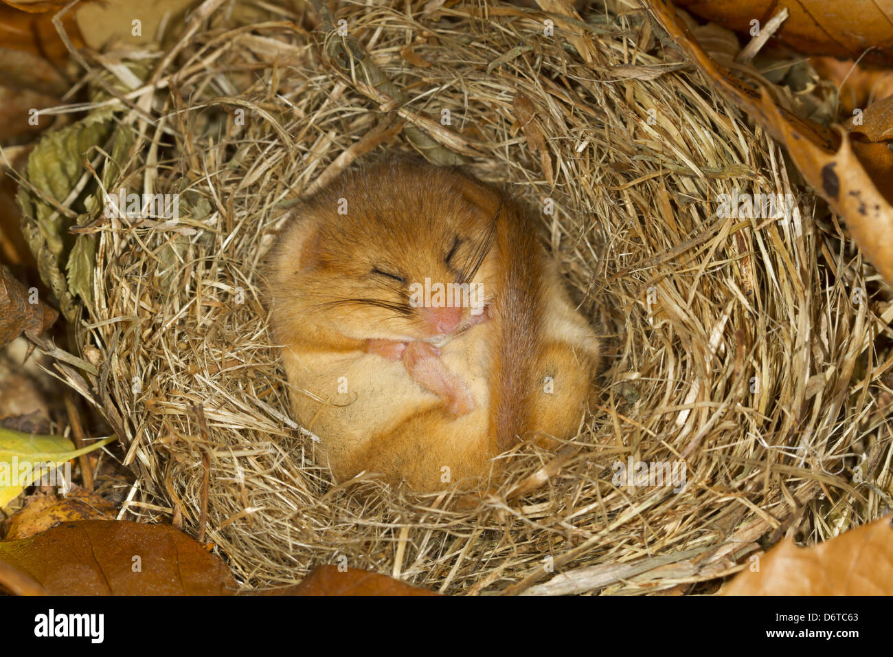 Hazel Dormouse (Muscardinus avellanarius) adult, hibernating in nest ...