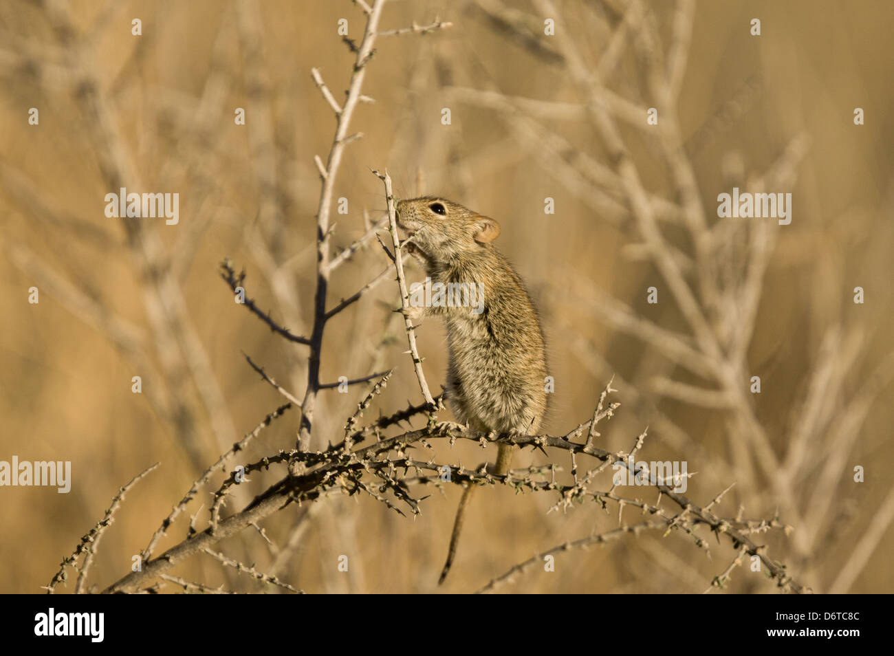 Kalahari mouse hi-res stock photography and images - Alamy