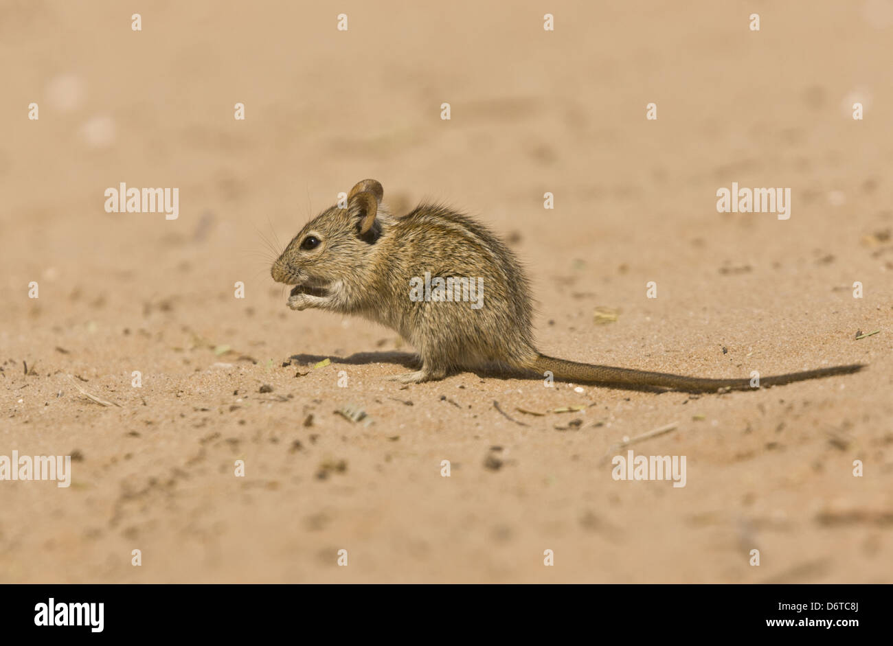 Four-striped Grass Mouse Rhabdomys pumilio adult foraging on sand ...