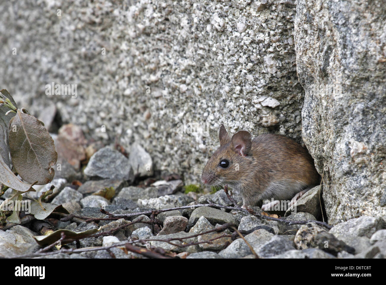 Wood Mouse (Apodemus sylvaticus) adult, standing beside gap in rocks ...