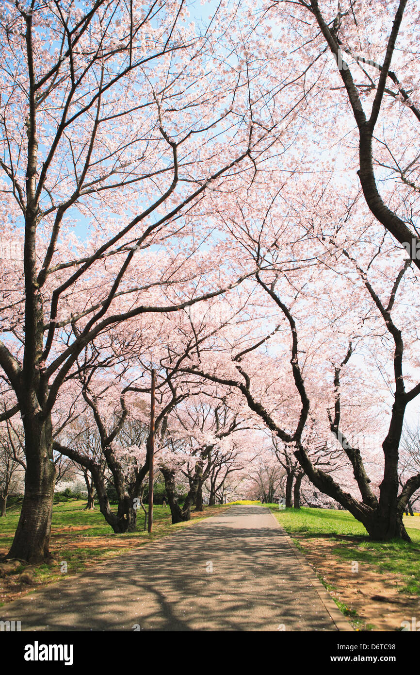 Cherry trees and park road Stock Photo - Alamy