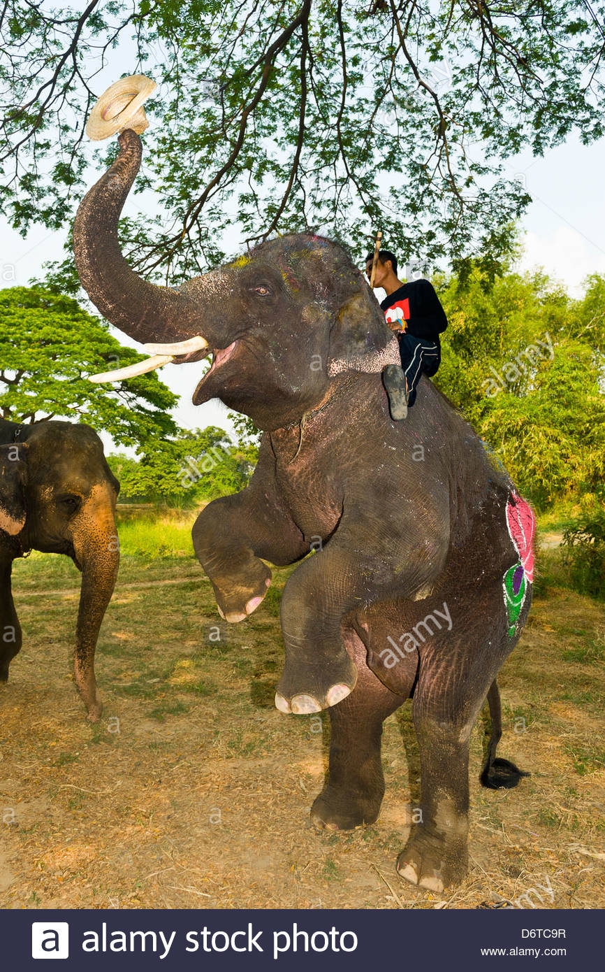 Elephant Standing Hind Legs High Resolution Stock Photography and ...