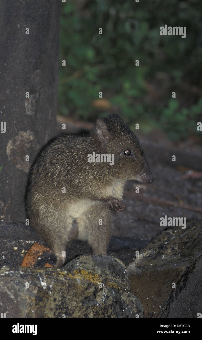 Long-nosed Potoroo (Potorous tridactylus) Tasmania, Australia Stock ...