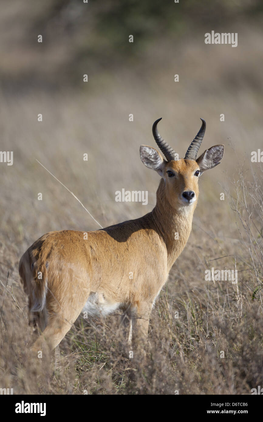 Tanzania bohor reedbuck antelope hi-res stock photography and images ...
