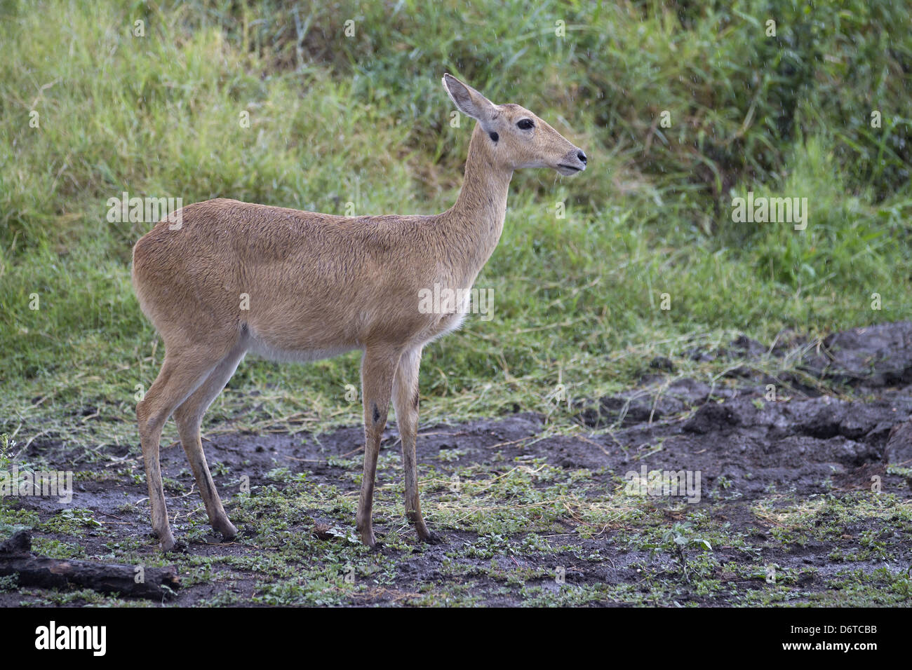 Tanzania bohor reedbuck antelope hi-res stock photography and images ...