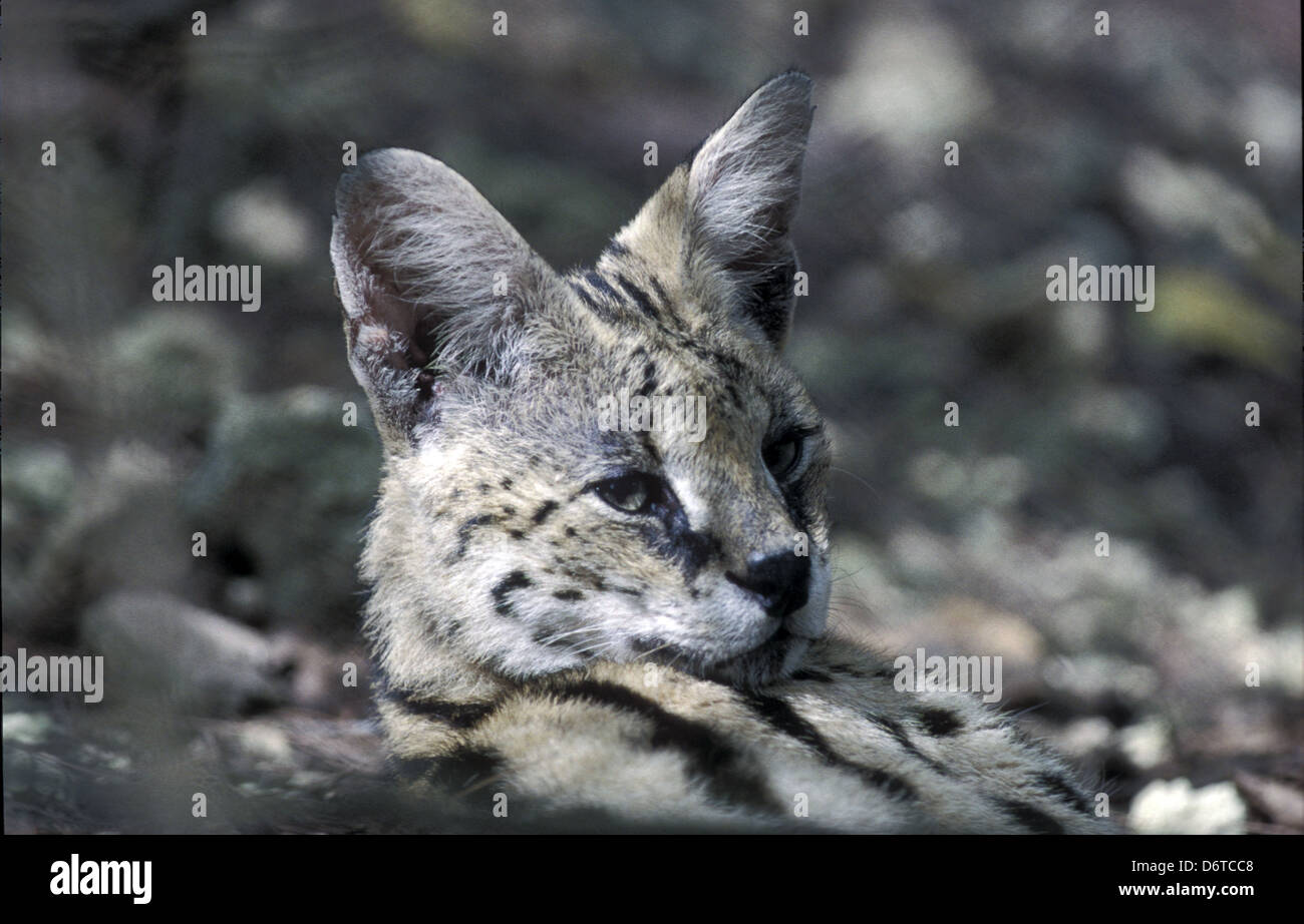 Serval (Leptailurus serval) Close-up of head Stock Photo - Alamy