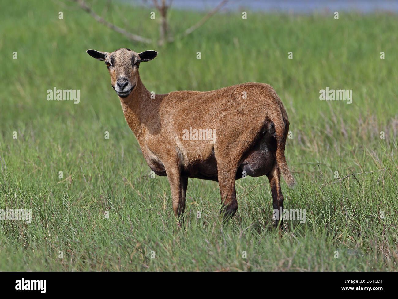 Sheep caribbean hi-res stock photography and images - Alamy