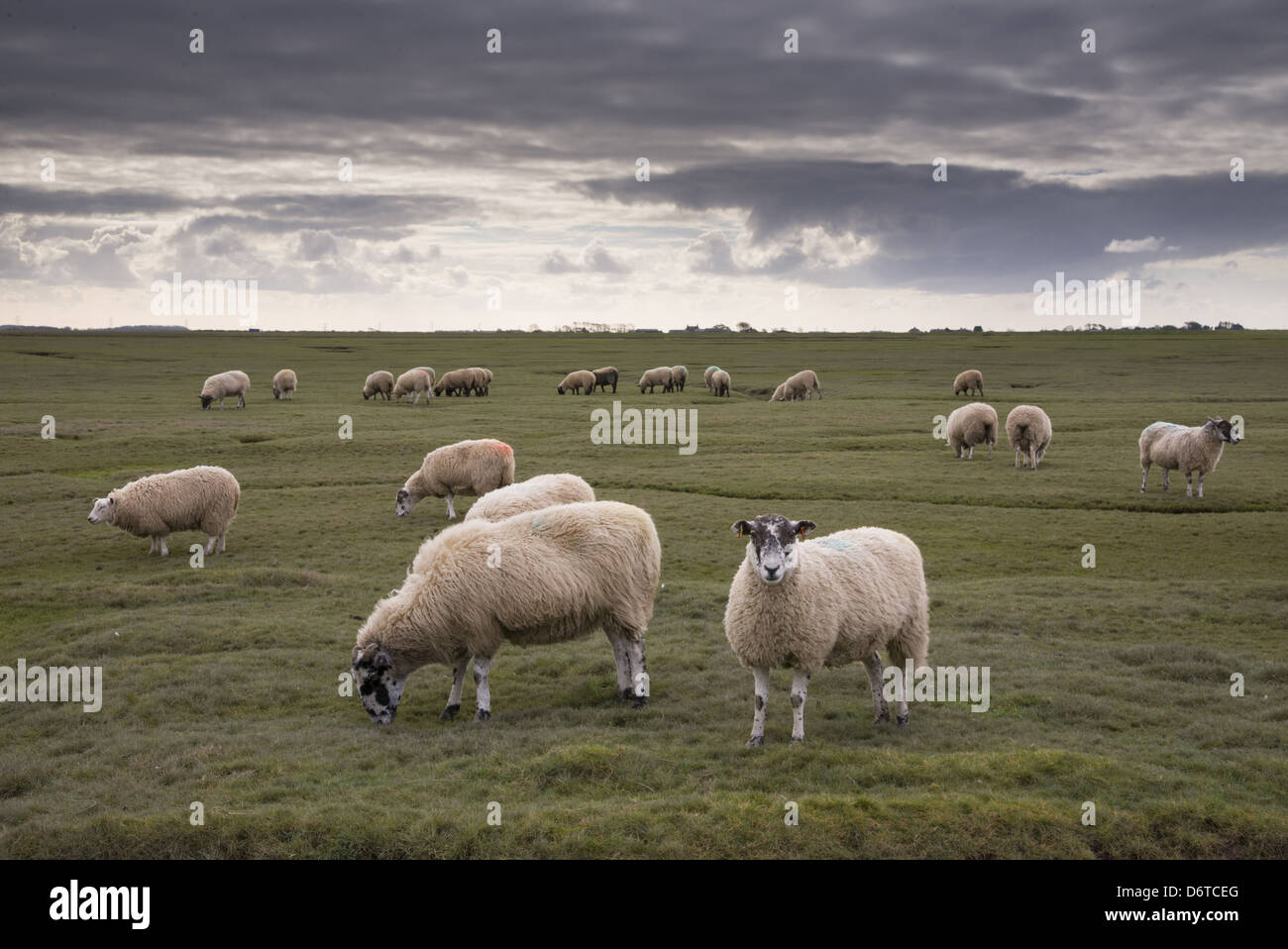 Domestic Sheep, mule ewes, flock grazing on saltmarsh, Bank End Farm ...