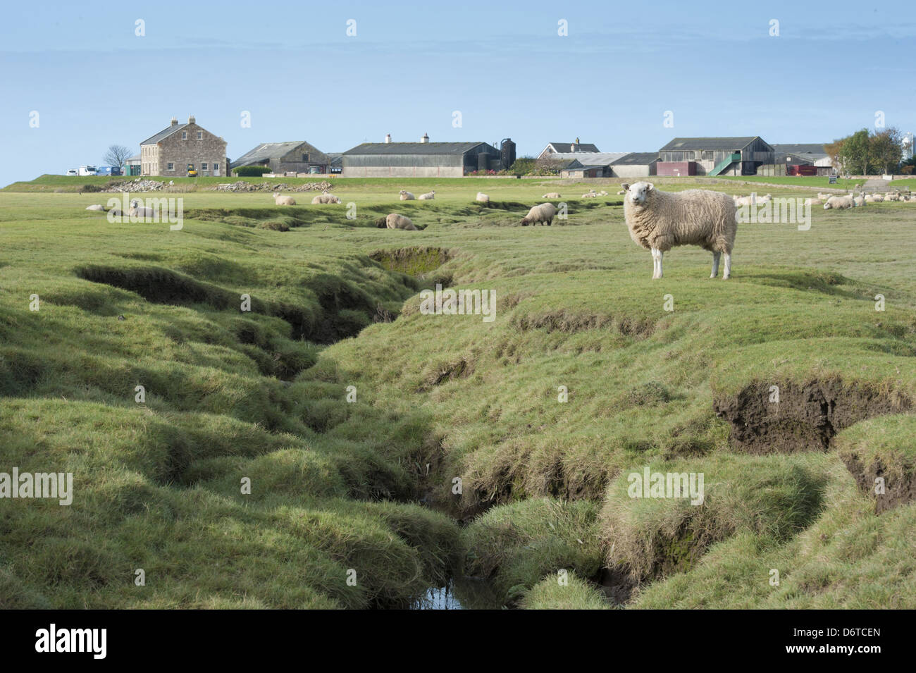 Domestic Sheep, flock grazing near gully on saltmarsh, Bank End Farm ...