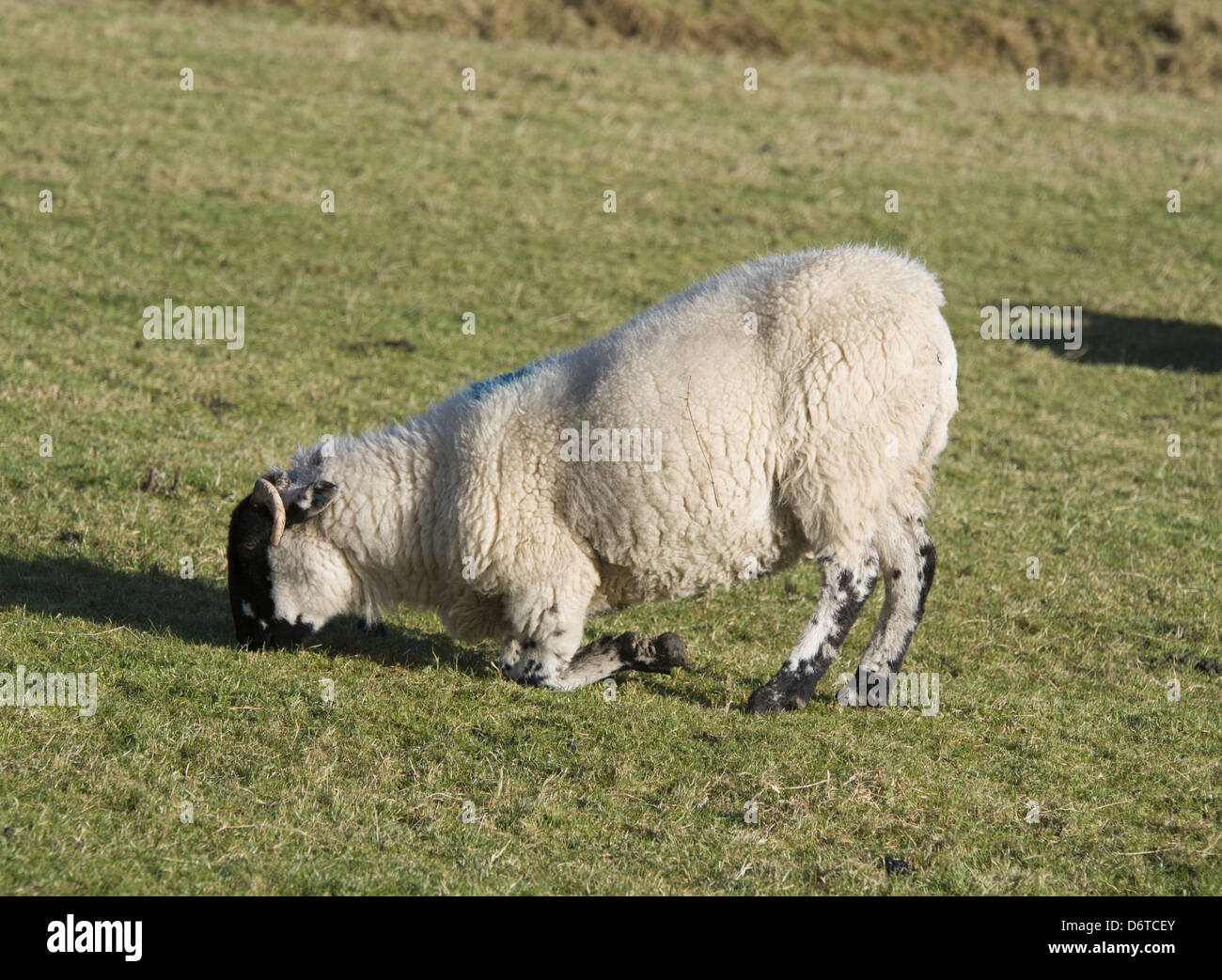 Domestic Sheep, Lonk ewe, lame, kneeling and grazing in pasture ...