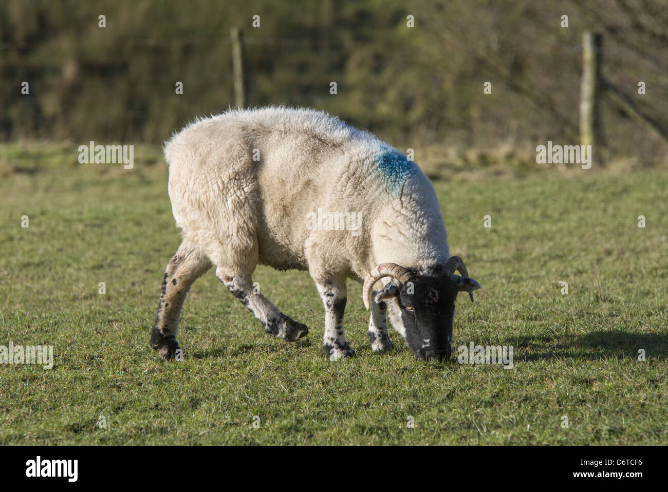 Domestic Sheep, Lonk ewe, lame, grazing in pasture, Lancashire, England ...