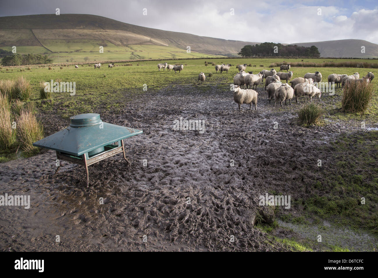 Domestic Sheep, flock standing in muddy pasture with feeder, Forest of ...
