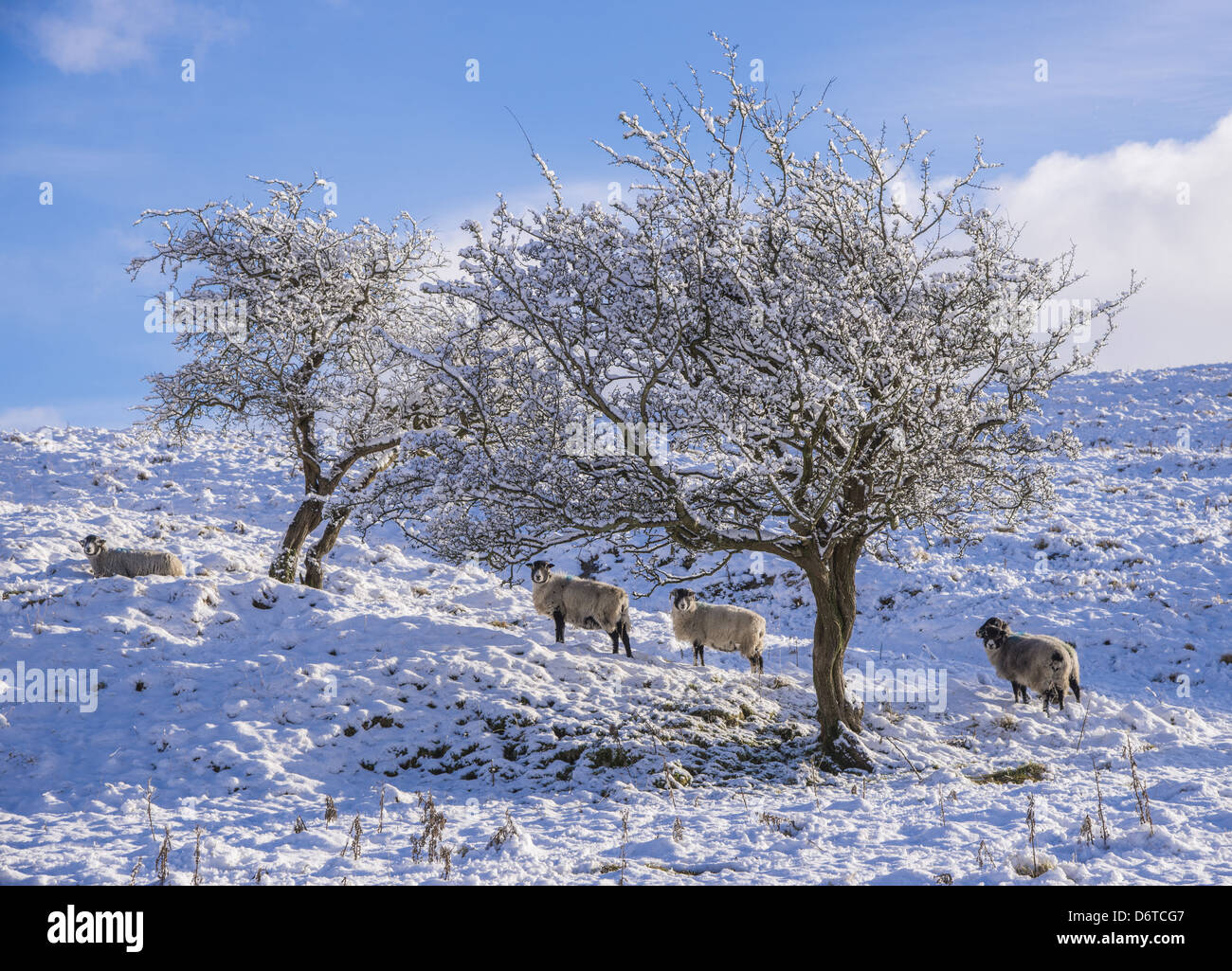 Domestic Sheep Swaledale ewes standing beside trees in snow Dinkling ...