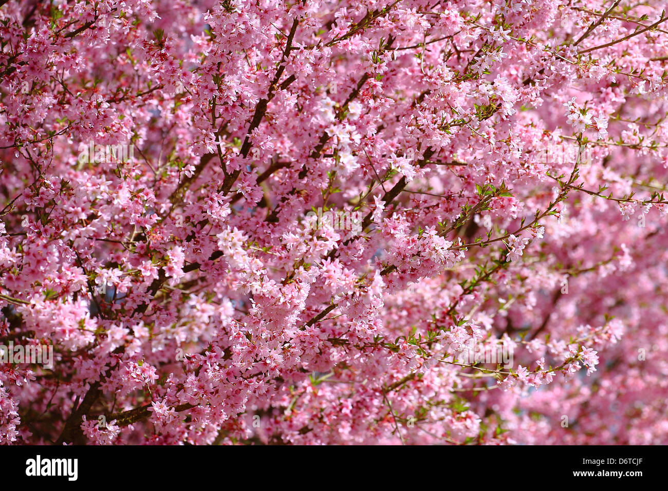 Decorative cherries in Wisley garden, Surrey, England Stock Photo - Alamy