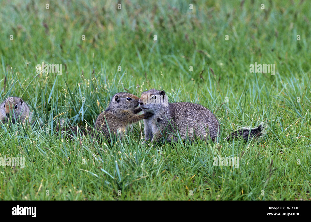 Uinta Ground Squirrel (Spermophilus armatus) Adult with young ...