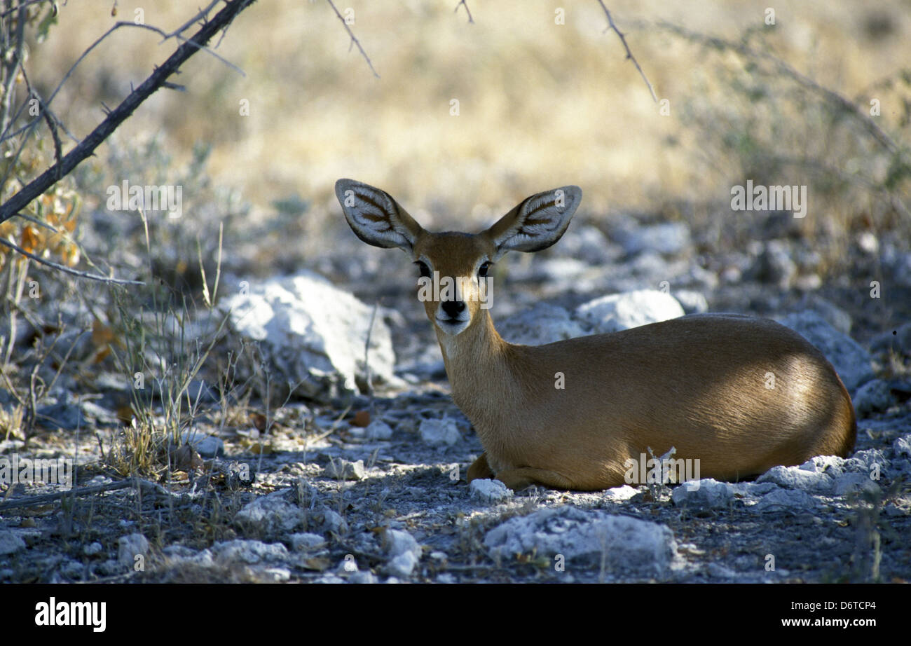 Steenbok (Raphicerus campestris) Namibia Stock Photo - Alamy
