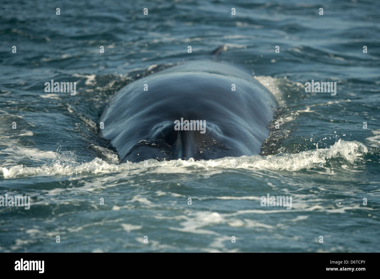 Balaenoptera edeni balaenoptera brydei hi-res stock photography and ...