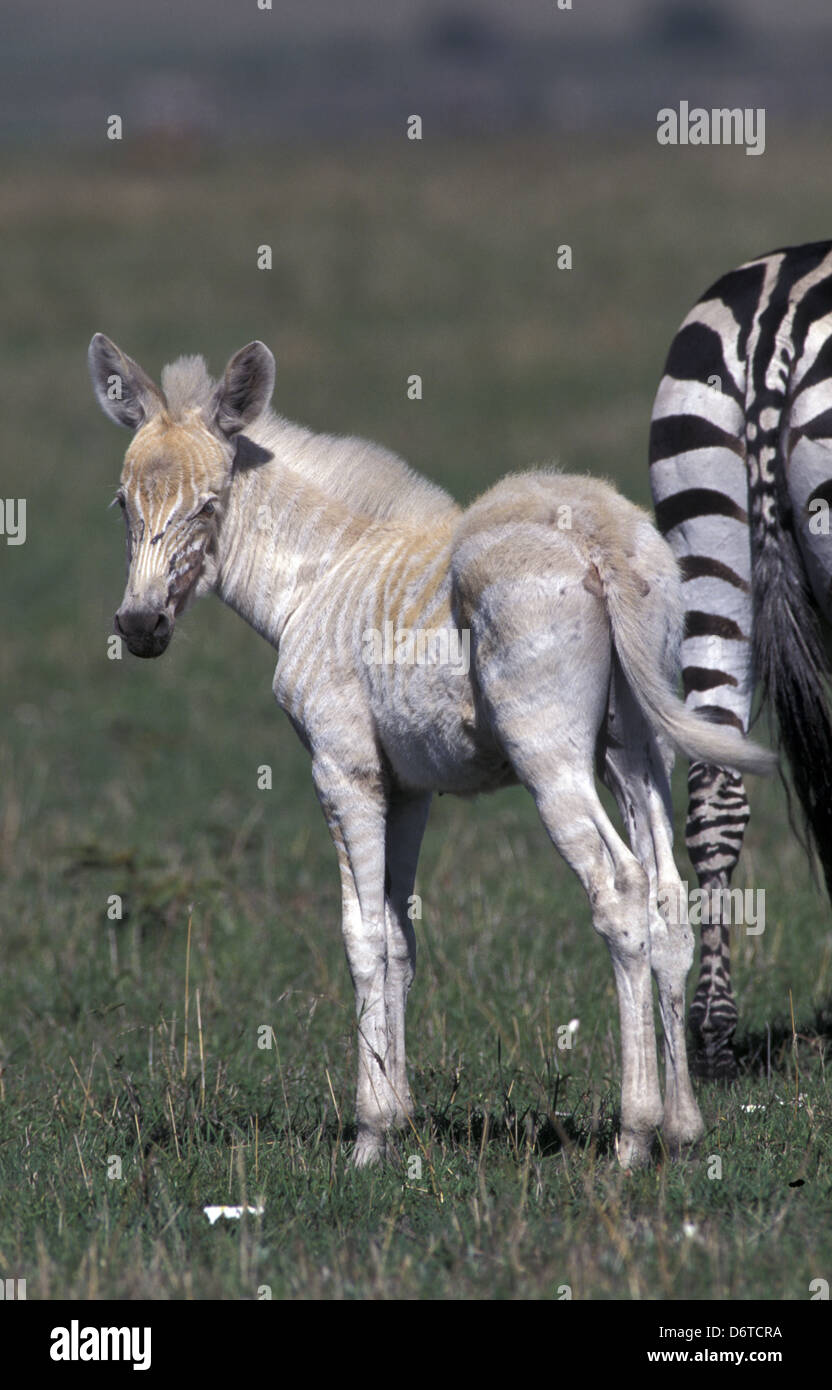 Albino zebra hi-res stock photography and images - Alamy