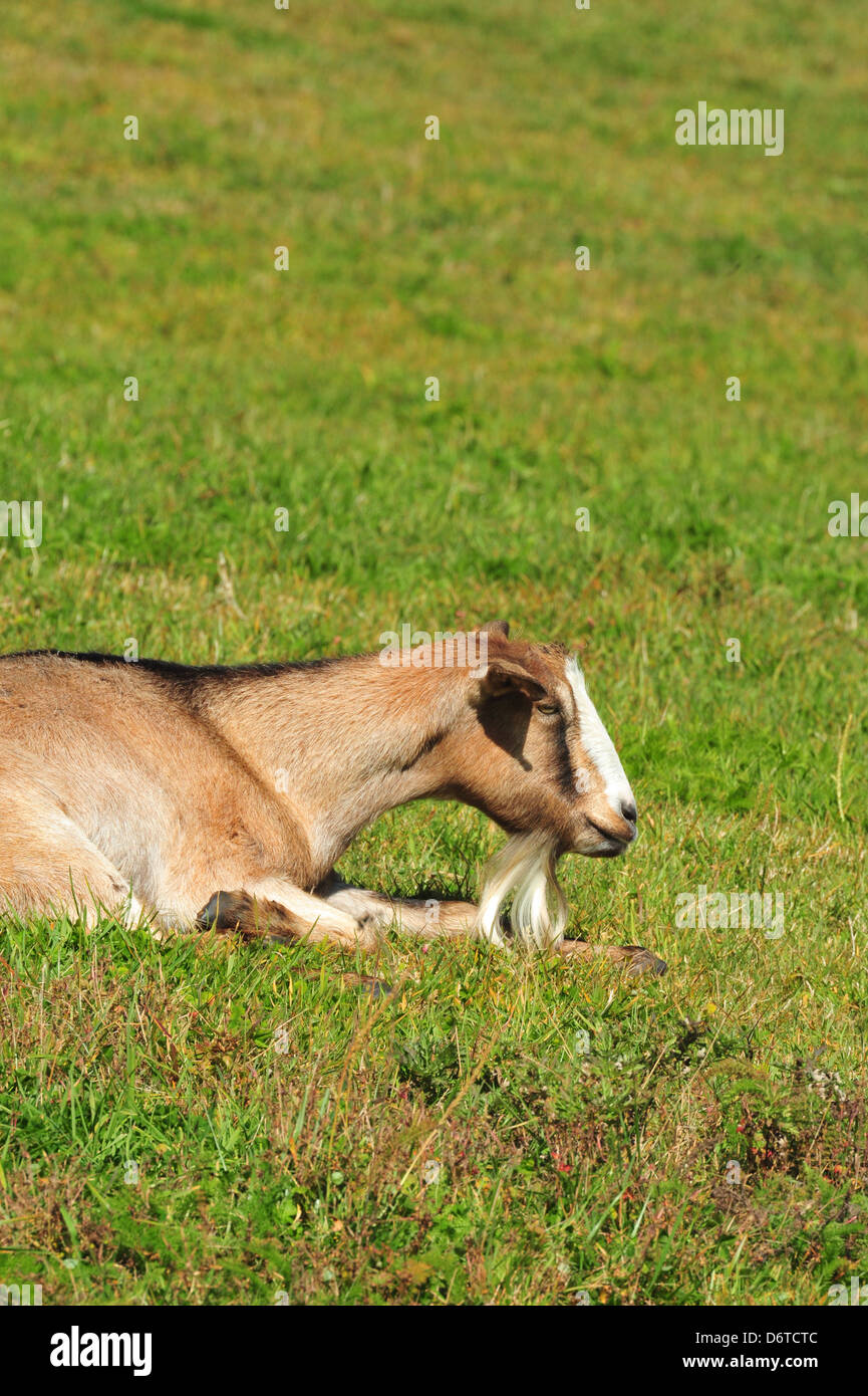 Asian goat hi-res stock photography and images - Alamy