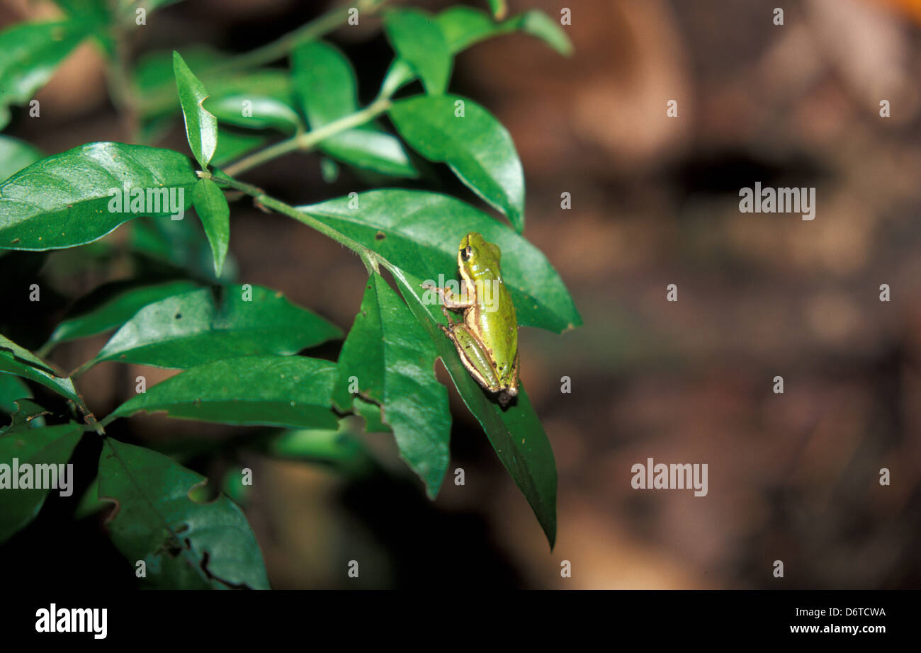 Dwarf tree frogs hi-res stock photography and images - Alamy