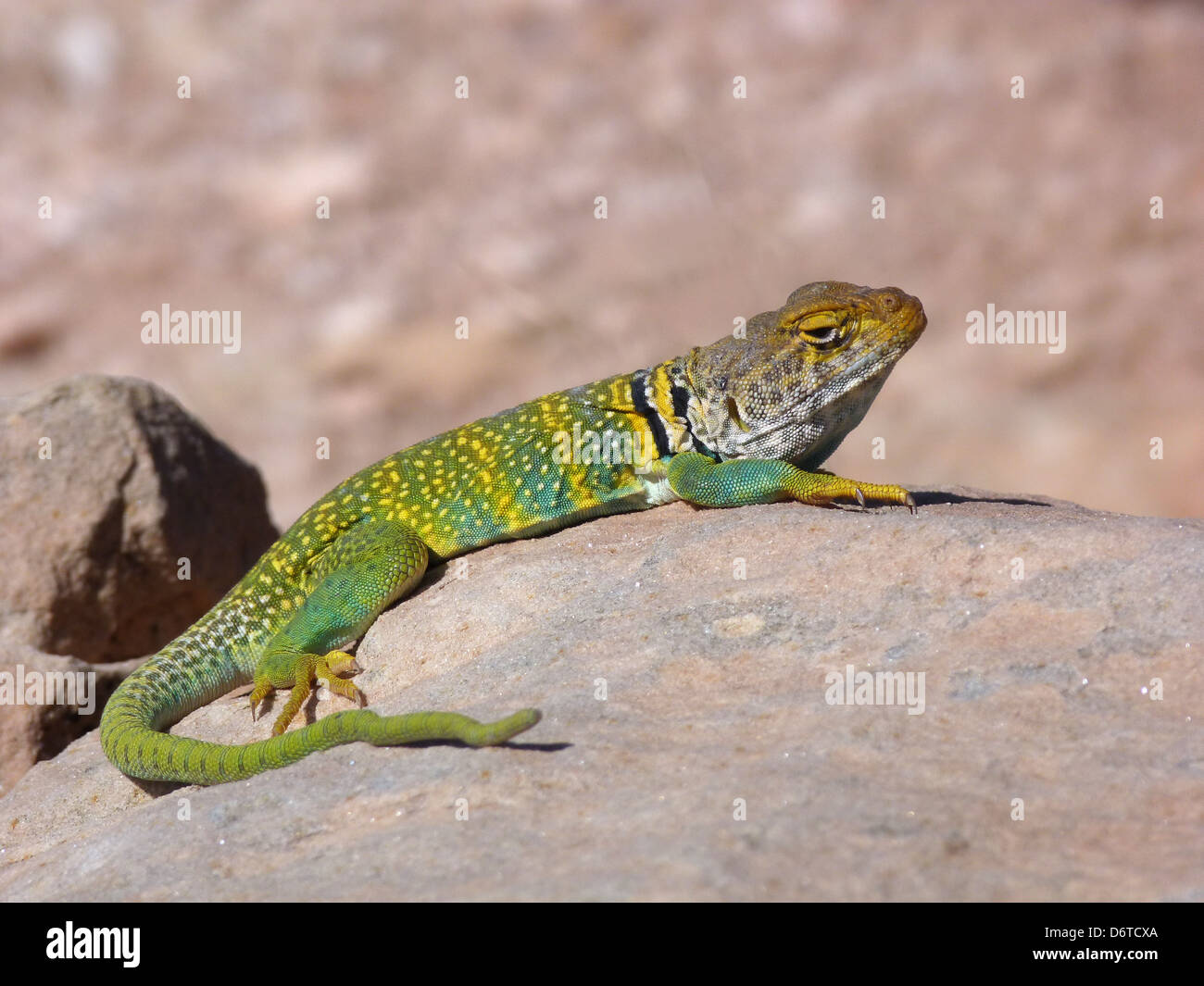 Common Collared Lizard Crotaphytus collaris auriceps 'Yellow-headed ...