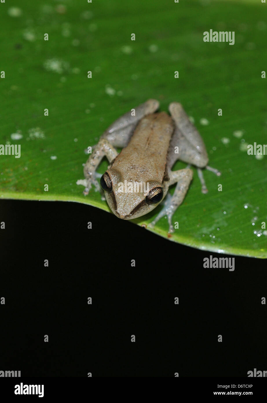 St lucia tree frog hi-res stock photography and images - Alamy